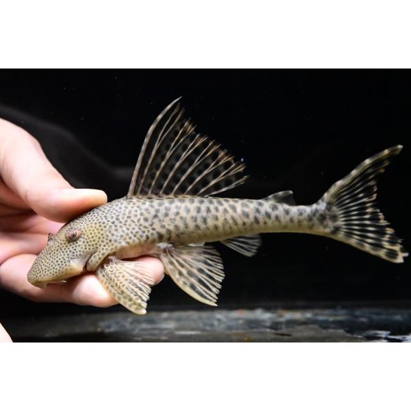 コロンビア便で入荷するオレンジビッグスポットペコルティアっぽい雰囲気のあるトロンべタス水系産のプレコが入荷！このプレコを見たときRio cachorroはネグロ水系なんだろうなと思ったんですが、まさかのトロンべタス水系でした。※トロンべタス...