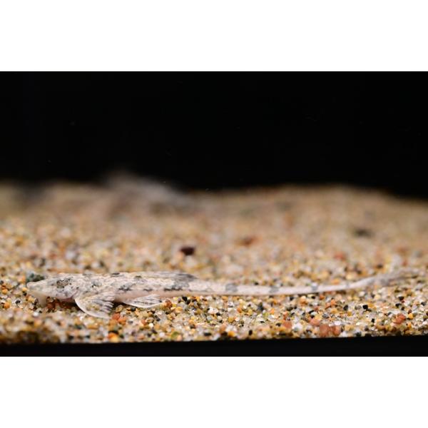 トロンべタス水系カショーロ川産のロリカリアの仲間です！全体的に白っぽく、柄は入りますがあまり目立ちません。見た目の割に潜る動作をするので細かい砂を敷いたら潜ると思います。レア産地のロリカリア！※画像は入荷魚の一部です