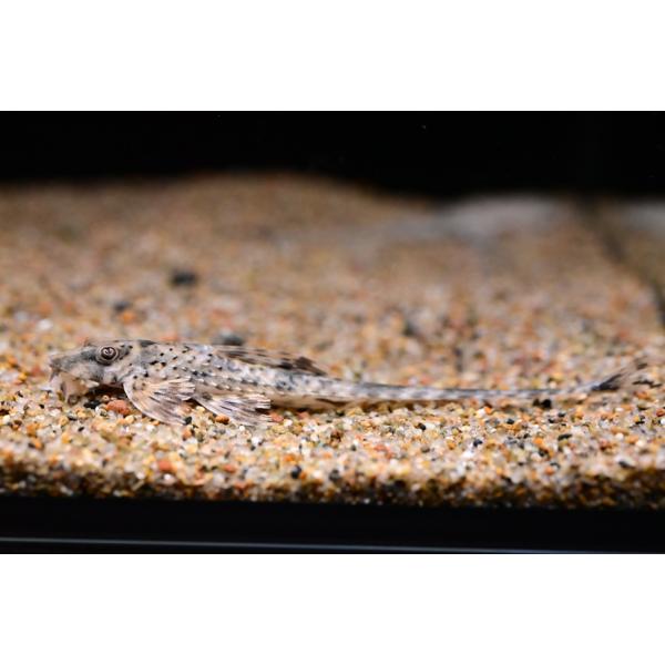 トロンべタス水系カショーロ川産のロリカリアの仲間です！リネロリカリアって感じの見た目で、顔やボディに細かいスポットが入ってます。レア産地のロリカリア！※画像は入荷魚の一部です