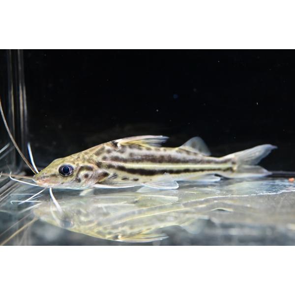 Pimelodus albofasciatusブラジル、イタ川のピメロディアです！イタ川がどの水系なのか聞いてる最中ですが、今回はブランコ川上流周辺とトロンべタス上流辺りの魚が来てるのでどちらかだとは思います。過去に仕入れたオリシミナの個体...