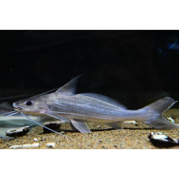 Pinirampus pinirampu結構良いサイズのバルバード来ました！良く泳ぎ回る大型の南米ナマズです！大きくはなりますが泳ぐのは上手なので突進系と比べると飼いやすいかもしれません。※画像の個体をお送りします