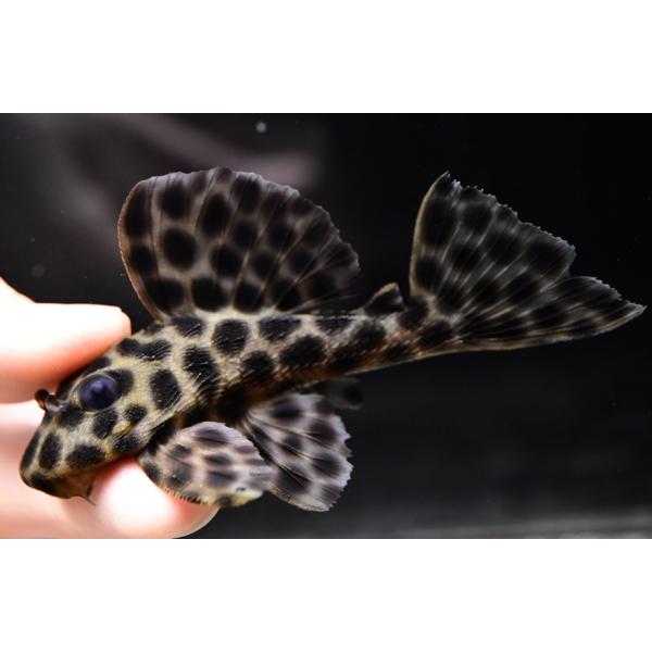 スリナムに生息する珍プレコ！頭でっかちで目がやけに大きく独特な見た目。体はゴツゴツした感じでスポット模様が可愛いです！サイズは大きくはないですが、チビサイズよりはしっかりしているので安心サイズと言えますね！※画像の個体をお送りします