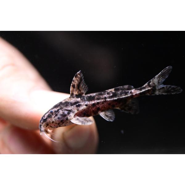 Rhynchodoras woodsiペルー便のゴーストドラス！顔つきがかなり独特で、つぶらな瞳も可愛らしい！大人しい小型のドラスで、最大10cm程。※画像は入荷魚の一部です