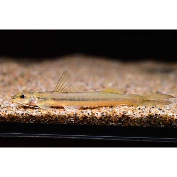 インパルフィニスなのか分かりませんが、それ系の小型ナマズだと思います。ブラジル、トロンべタス川の支流、カショーロ川産！産地的にレアですね！サイズもそこそこ大きく良いですよ！※画像は入荷魚の一部です