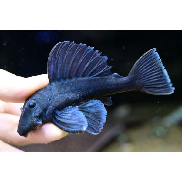 コロンビアのブルーフィンパナクエ！一見地味な見た目のプレコ。見る角度や環境によって体色は変わりますが、藍色の体色が非常に美しく人気の高い種です！派手すぎないところが良いですね！水温高めで飼うと白点にもなりにくく飼いやすいですよ！ちなみにパナ...