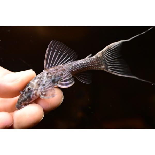 タパジョス川産のアカリエスピーニョです！トゲトゲボディと金色になる頭部が格好良い大型プレコ！毎年入ってくる種ではないので探していた方は是非！※画像の個体をお送りします