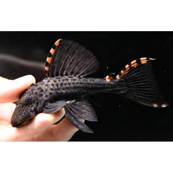 コロンビア産のタイガーフィンサタンプレコ！小さいサイズで入荷することの多い種ですが、今回はそこそこ大きいサイズ！小さい個体も可愛いですが、やはり大きい方がレポラカンティクスらしい見た目になって格好良いですね！！この仲間は丈夫で飼育しやすいの...