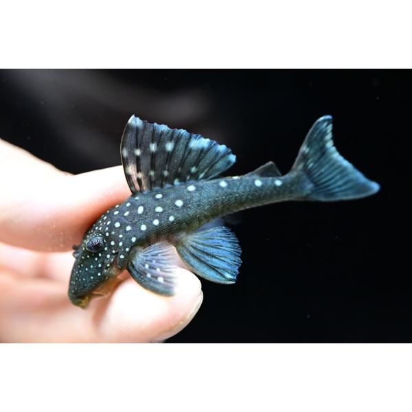 ブルーの発色が美しい人気のプレコ！いつもより可愛いサイズで入荷しました！チビサイズではないので飼いやすいと思います。※画像は入荷魚の一部です
