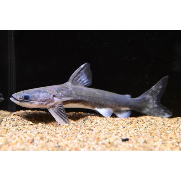 Tocantinsia piresiシングー川産のメガマウスキャット！ちょっと大きいサイズで入荷しました！タティアを扁平にして大きくしたような見た目が魅力的なナマズ！自然下では最大40-50cm。※画像の個体をお送りします