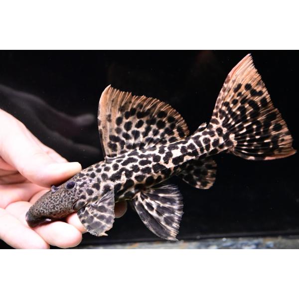 ブラジル、タパジョス川に生息するトリム！小さいサイズは成長が遅く、全然大きくならないことがほとんど。今回の個体は入荷サイズとしてはそこそこ大きめのミドルサイズ！ソリッドではないですが、全体的にレオパード柄が綺麗に入り、発色も明るく綺麗です！...