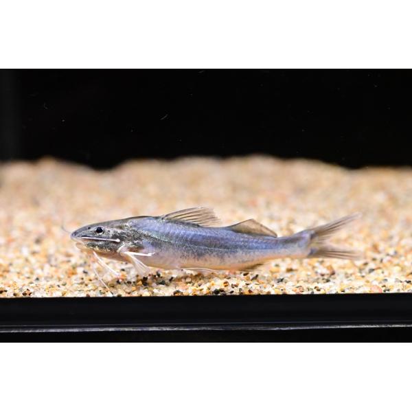 よくわからないナマズがペルーから来ました！ブルーバックキャット系の顔してますが、色が違うということでシルバーブルーバック。体型もちょっと詰まった感じで、そんなに大きくならないタイプに見えますね。南米ナマズ好きの方は是非！！※画像の個体をお送...