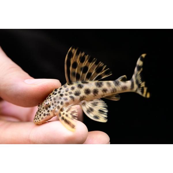 タパジョス川産のビッグスポットL075です！！コロンビア等から入るL124とは一応別物とされています。最大20-25cm程の中型種で、丈夫で飼いやすいプレコ！可愛いサイズですが発色も良く綺麗です！※画像は入荷魚の一部です