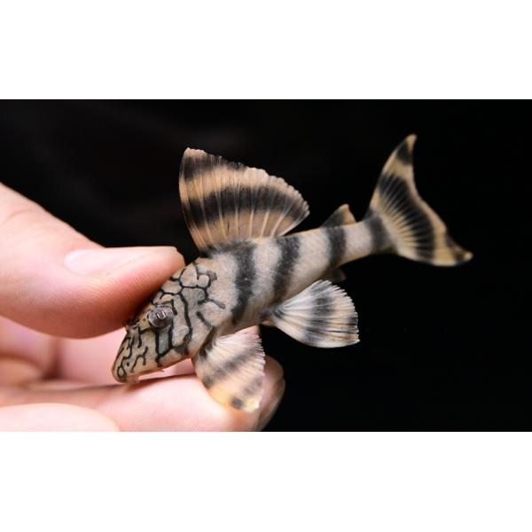 ネグロ川支流産のネットワークタイガー！L135の方です。L305のオレンジフィンネットワークタイガーの方が意外と入荷が多く、ノーマルのネットワークの方が珍しい感じがします。顔の柄がはっきり入り、ボディのバンドも綺麗です！おすすめ！※画像は入...