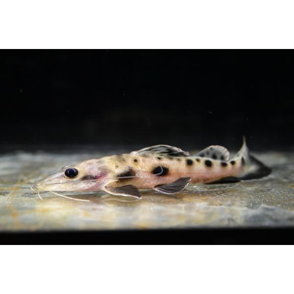 数年前にエイティーンスポットショベルノーズで入荷したパンタナールの個体。現地からはエイティーンスポットショベルノーズで入ってきていますが、これはピンタードの血が混ざっているようで、過去に入ってきたアマゾンピンタードと呼ばれるハイブリッド個体...