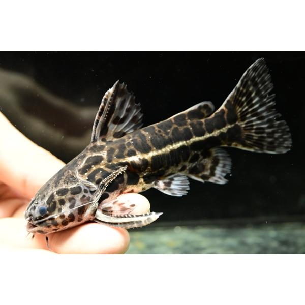 コロンビア便のジャガーキャット！ネグロ産の個体に柄はよく似ています。落ち着くと全体的に茶色の体色が濃くなるのがコロンビアの特徴。入荷サイズとしては大きめ！！※画像は入荷魚の一部です