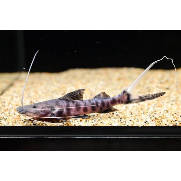 近年入荷量が激減したバンデッドピラムターバ。そこまで大きくならず、飼いやすい南米ナマズです！ゼブラキャットと価格が同じくらいまで高騰していますが、今回かなりリーズナブルになっていますのでおすすめ！メダカは食べていますので、すくすく育ちますよ...
