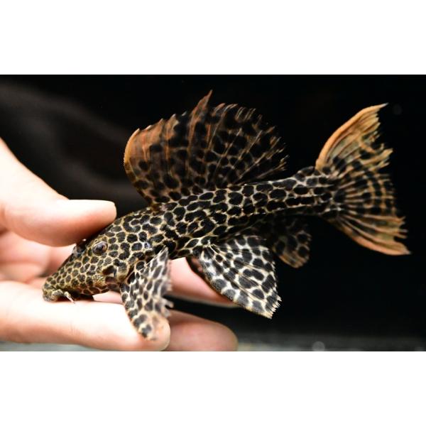 ブラジル、ネグロ産のオレンジフィンレオパードトリム！トリム系プレコの定番種でブリード個体も多く出回る人気種です。産地によってLナンバーも複数あり、コレクション性も高いですね！今回はネグロ川産のミドルサイズの個体。ネグロの個体は大柄のレオパー...