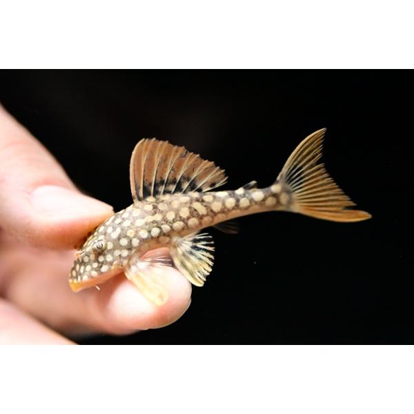 Scobinancistrus aureatus派手な見た目が魅力的な人気のゴールドエッジマグナム！今回は小さいWILD個体です。飼育が難しいほどの小さいサイズではないです。まだ変化していくと思いますが、鰭はソリッドといっても良いくらいのオ...