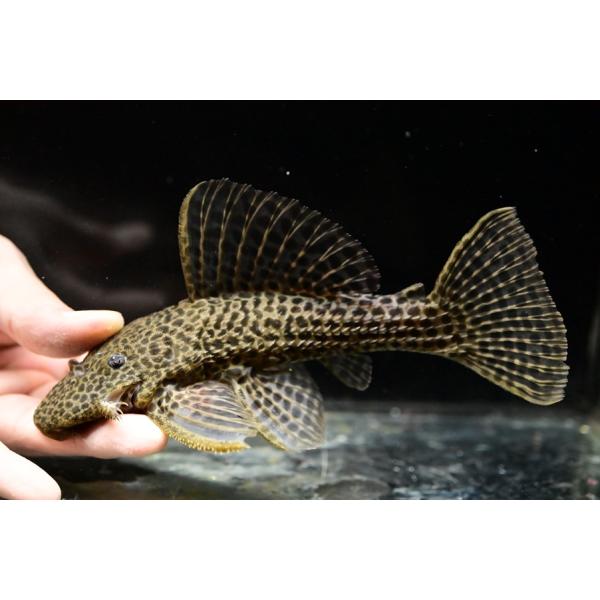 Megalancistrus cf. barraeサンフランシスコ川に生息するメガランキストルスの１種！金色ボディにレオパード柄が入るのが特徴で、全身トゲトゲの格好良い南方トリムです！長い間入荷が途絶えていましたが、今年は久々にまとまった入...