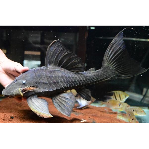 Panaque cochliodonコロンビア便のブルーアイプレコ！40upのBIGサイズ個体です。このサイズのパナクエは体高もあるのでかなり迫力ありますね！格好良いです。着状態はとても良く、痩せもないがっしり体型で入荷しています。現在クヌ...