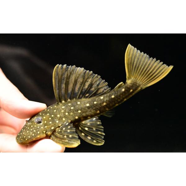 Hypostomus luteusイエローフィンタイプのゴールデンアンジェリカス！今回は珍しく小さいサイズでの入荷。小さいといっても13-14cmなので結構しっかりしたサイズです。このサイズでも尾鰭の色が黄色く綺麗です。背鰭も色変りしている...