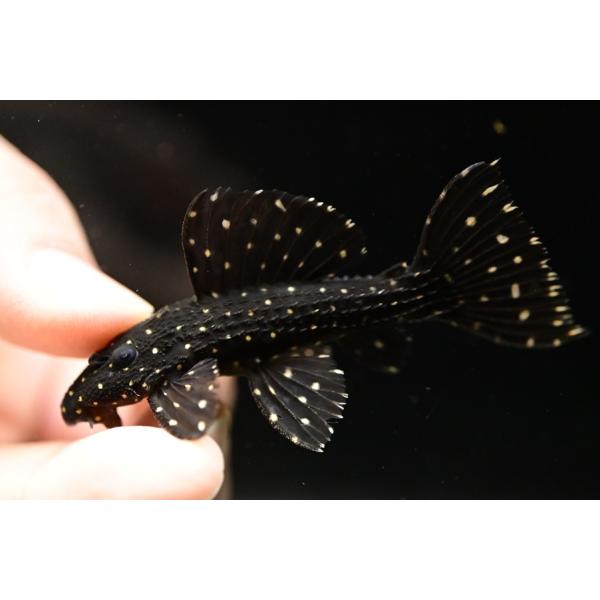 Pseudacanthicus serratusコランタインリバーのミッドナイト。珍しい小さい個体です。セルラータスはスリナム川、コランタイン川、マロニー川の個体が主に流通しますが、各河川ごとに特徴があります。コランタインの個体は小さいうち...
