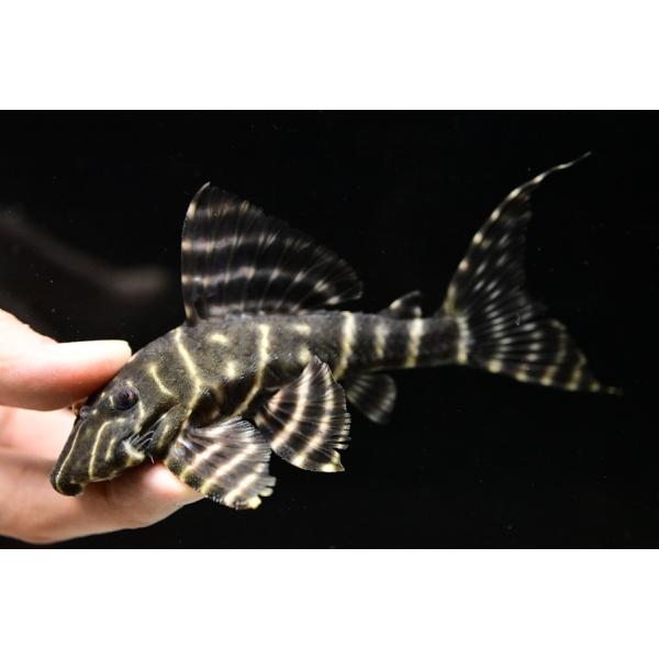 Panaqolus albivermisペルー便で入荷のあるインペリアルペコルティア。エンペラーペコルティアとも呼ばれるパナコラスの1種です。黒っぽい体色にクリーム色の細いバンドが入るのが特徴です。今回は入荷サイズとしてはかなり大きいアダル...