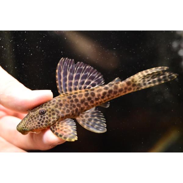Hypostomus jaguarブラジル、バイア州のヒポストムス！アバカシプレコやレオパードパンサープレコに似た雰囲気の珍プレコです！黄色みも出てくるのでどちらかといえばアバカシっぽいプレコですね。こういうプレコは定期的な入荷はないのでヒ...