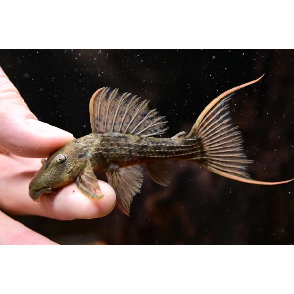 トカンチンス川に生息するスカーレットトリムのWILD個体！ワイルド個体の入荷サイズとしては小さめですが、最近見かける中国ブリードのベビーと比べると、全然大きく丈夫で飼いやすいサイズです！なるべく鰭の赤い個体をセレクトしています。スカーレット...