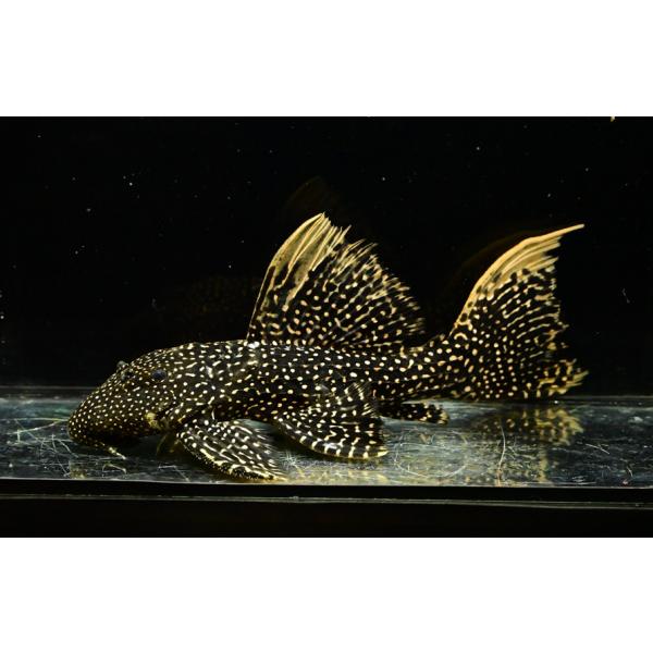 ブラジル、タパジョス川に生息する高級プレコ！！タパジョスのトリムといえばタイタニックトリムも有名で、ちょっと似た雰囲気がありますね。柄が異なるので違いは一目瞭然です。かなり久々に入荷できましたが、激レア種なだけあって高価。サイズも大きいしス...