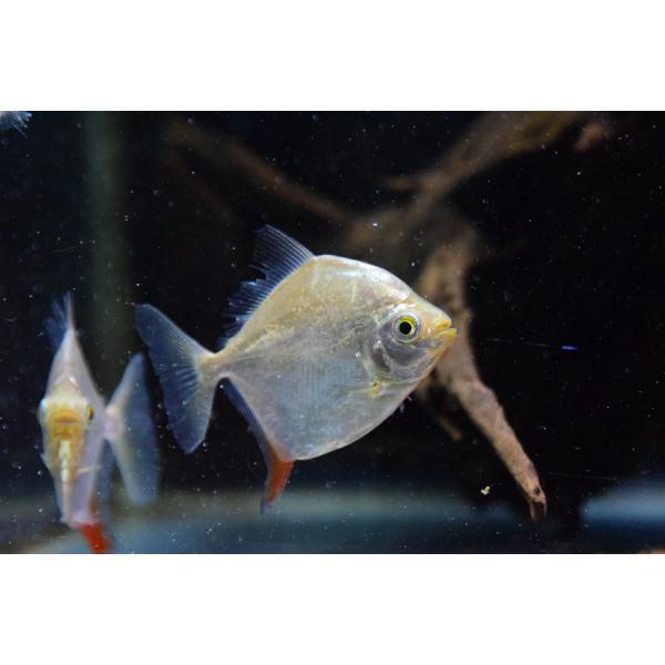 コロンビア便で入荷する定番パクー！臀鰭以外はシンプルな見た目ですが、大きくなるとオレンジ〜赤いシミが出てきて派手になります！今回のはいつも入ってくるレッドフックと体型が少し異なる感じ。ペルーのクリムゾンで入ってくるレッドフックに似てますね！...