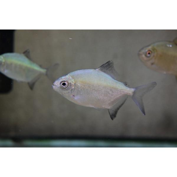 可愛いサイズのイエローゼブラパクー！タパジョス川〜マットグロッソ辺りの個体が入ってきますが、基本的には高価なレアパクー。今回はマットグロッソ産の個体で、小さい分お買い得！採集地によって結構見た目に差が出ますが、どの産地でも飼い込むほど魅力的...