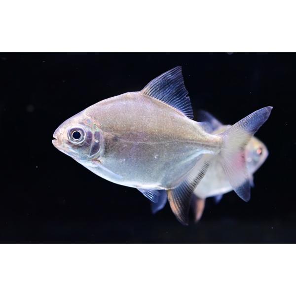 ブラジル、トカンチンス産ブラックエッジパクーです！かなり久々の入荷！前までは結構定番のパクーでしたが近年は全然見かけないです。大きくなるとシミのような柄が出てきて迫力のある大型パクーになります。成長も早いですよ！※画像の個体をお送りします