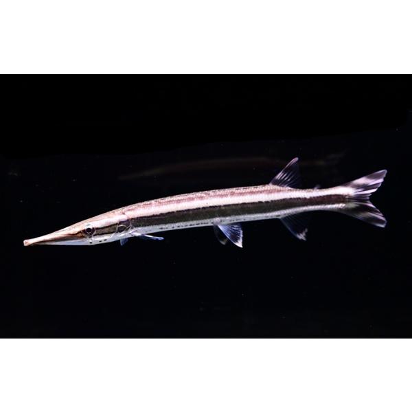 Boulengerlla lateristrigaハイドロシナスガーでもポピュラーなラテリストリガ種。ポピュラーといっても入荷頻度が多いわけではないです。最大25cm程。ハイドロシナスガーの中では小型種なので飼いやすいと思います！性格は大人...