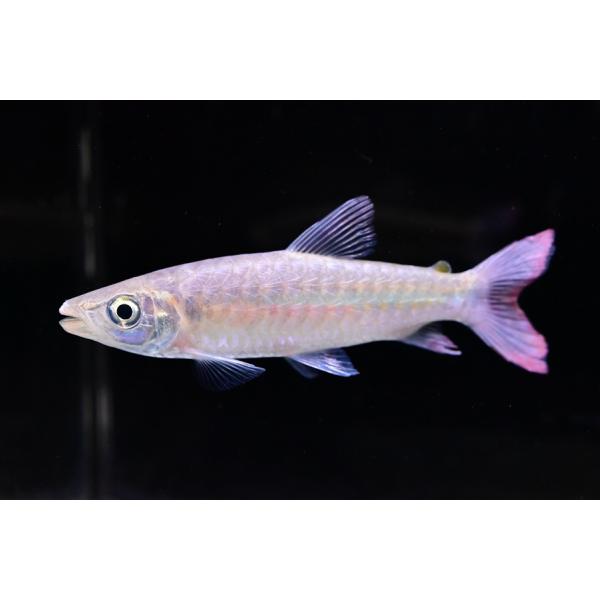 コロンビア便のスポットピンクテールカラシン。今回は入荷サイズとしては大きいサイズ！顔は吻が長めで格好良いですね！体格も良いです！鰭のピンクの発色や、体側のスポットは落ち着くと出てきます。混泳する場合は似たようなカラシンを多めに入れると喧嘩し...