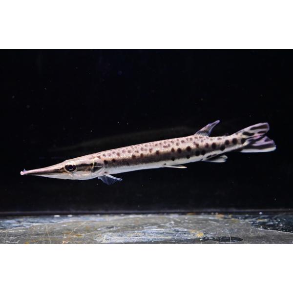 Boulengerella maculata人気のスポッテッドパイク！飼い始めやすいサイズです！最大30cm程。活餌を与えていますが、クリルや冷凍餌、人工飼料にも餌付きます。※画像は入荷魚の一部です