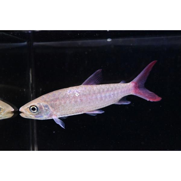 滅多に入荷のないリアルピンクテールカラシン！コロンビア便の個体です。イエローピンクやスポットピンクと比べると鰭のピンクがかなり濃く発色します！コロンビアのピンクテールは吻は長めですが、スポットピンクテールのようには尖っていません。他種と比べ...