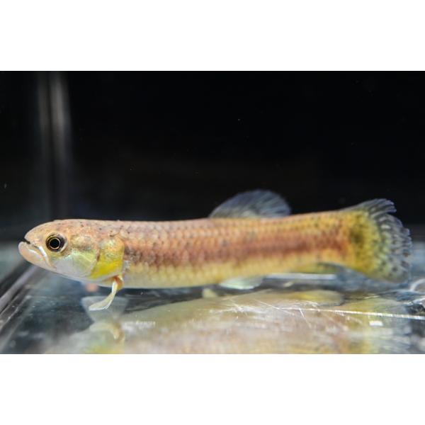 タパジョス川上流域のジュルエナ川産レインボーホーリー！ブルーフェイス系です。黒っぽい独特のラインにメタリックイエローの発色が見られます！久々の入荷です！珍産地のホーリーを探している方は是非！！※画像の個体をお送りします。