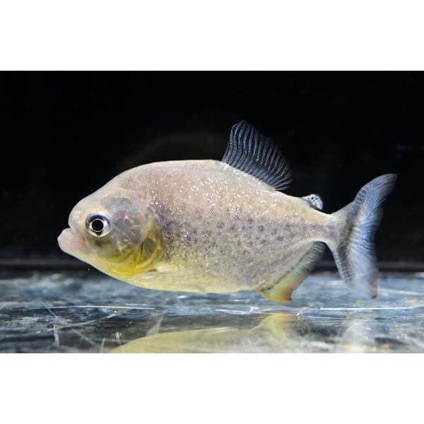 Pygocentrus ternezi人気のジャイアントイエロー！ダイヤモンドイエローが送られてきたり、死着率も高く、なかなか入荷のないレア種。毎年数匹しか入荷できない種ですが、去年は当たり年！今までにないくらい入りましたね！ですがこの先ど...