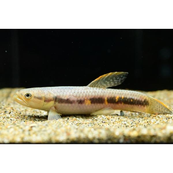 Erythrinus erythrinus人気のオレンジフィンキリーホーリー！背鰭は伸長し、発色も綺麗な牙魚です！オレンジフィンキリーホーリーは最大30cm以下で飼いやすく、スネークヘッドのように良く懐きます。人工飼料にも餌付きやすく飼育も...