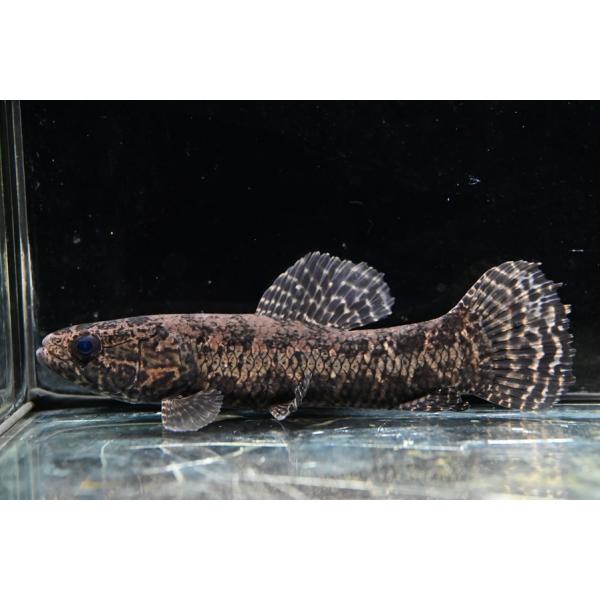 Hoplias curupiraコロンビア便のブラックタライロン！小さすぎない良いサイズで入荷しました！目立った鰭欠け等もない綺麗な個体です。※画像の個体をお送りします