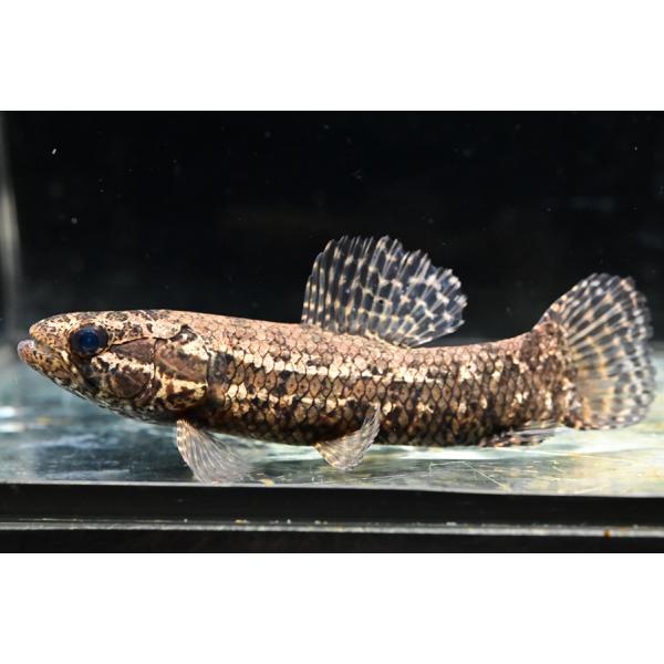 Hoplias curupiraコロンビア便のブラックタライロン！小さすぎない良いサイズで入荷しました！目立った鰭欠け等もない綺麗な個体です。※画像の個体をお送りします