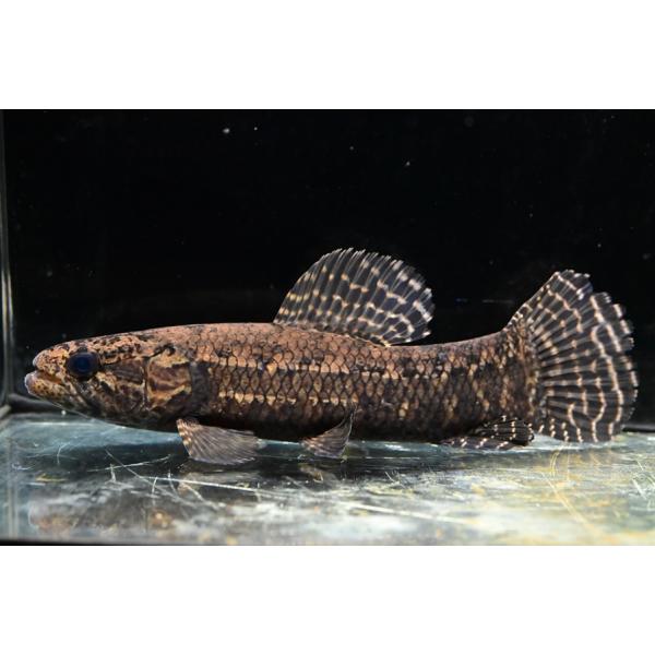 Hoplias curupiraコロンビア便のブラックタライロン！近年の入荷サイズとしては大きめ！鰭も大きく格好良いです。特に目立ったスレもなく綺麗ですよ！この個体は若干下顎がズレてるように見えます。そこまで目立つレベルではなく、顎スレが治...