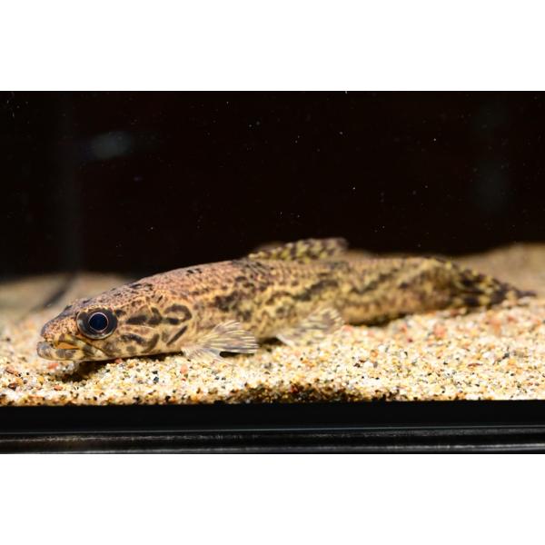 コロンビア便のアイマラです！ベネズエラ、コロンビアのアイマラは柄に野性味があり性格も獰猛な個体が多いです。大きくなるともっと赤黒くなり、さらに厳つくなります！最近コロンビア便のアイマラは結構ボロボロの個体が多いですが、この個体は比較的綺麗な...