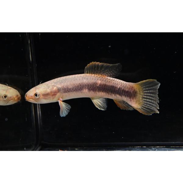 ペルー便で入荷するパープルレインボーホーリーです。名前の通り様々な色合いを見せてくれる美しいホーリーで、最大サイズも30cmに満たない飼いやすい種！もちろん牙魚らしい獰猛さも見せてくれますが、スネークヘッドのような懐っこさが魅力的！※画像の...