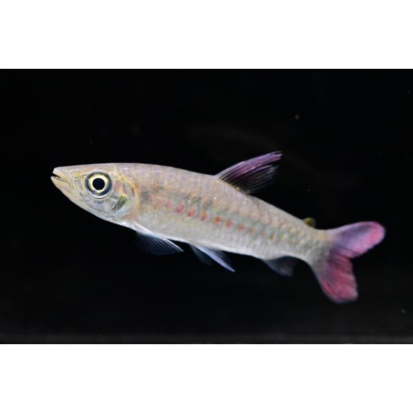 コロンビア便のスポットピンクテールカラシン。顔は吻が長めで格好良いですね！鰭のピンクの発色や、体側のスポットは落ち着くと出てきます。混泳する場合は似たようなカラシンを多めに入れると喧嘩しません。※画像は入荷魚の一部です
