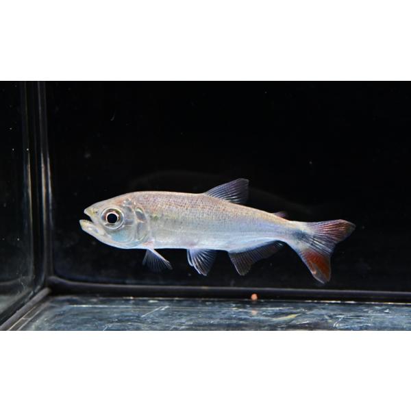 パラグアイ便パンタナール産のブリコン。前回は鰭の赤くないタイプのブリコンでしたが、今回はピラプタンガっぽい雰囲気のブリコンが来ました！ただ頭の形はちょっとコロンビアの個体に近い感じがします。価格的にはそんな高くないので育ててみても良いかもし...