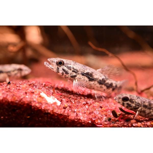 Hoplias lacerdae前回大好評だったウルグアイタライロンが再入荷しました！前回より大きく安心サイズです！価格は見直されたのか倍になっていますが、それでもお買い得だと思います。前回便を購入された方はすでに小赤を食べれるサイズまで育...