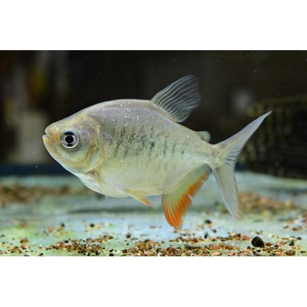 Piaractus mesopotamicus？サンフランシスコ川で採集された個体です。イエローコロソマの名前で販売されましたが、普通のイエローとは若干体型が異なり、臀鰭も大きいのでシルエットだけ見るとColossoma属のブラックコロソマ...
