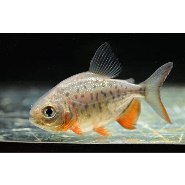 Piaractus brachypomus?ブラジルで採集された個体です。細かい採集地は明かされていませんが、サンフランシスコ川のイエローコロソマで来た個体と同じじゃないかなと思います。レッドコロソマの名前で販売されましたが、レッドコロソマ...
